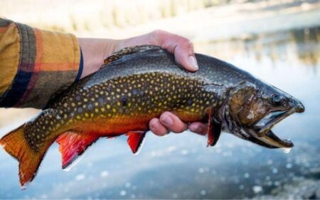 √ Fishing Merit Badge ⚜️ Requirements And Guidelines - Scoutles.com