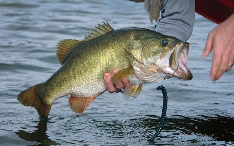 √ Fishing Merit Badge ⚜️ Requirements And Guidelines - Scoutles.com