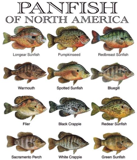 √ Fishing Merit Badge ⚜️ Requirements And Guidelines - Scoutles.com