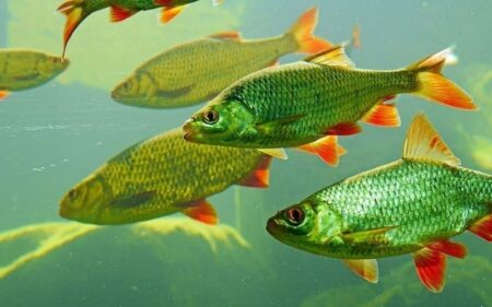 √ Fishing Merit Badge ⚜️ Requirements And Guidelines - Scoutles.com