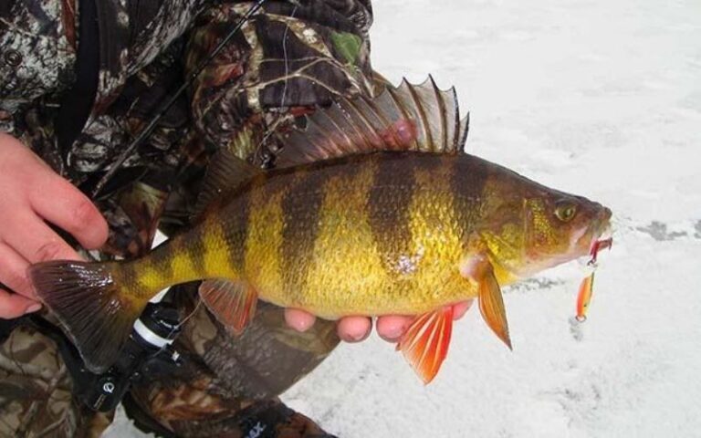 √ Fishing Merit Badge ⚜️ Requirements And Guidelines - Scoutles.com