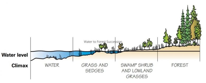 Nature Merit Badge ⚜️ For Your Ultimate Guide - Scoutles.com