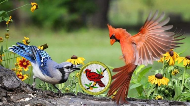 Bird Study Merit Badge ⚜️: Requirements And Guide - Scoutles.com