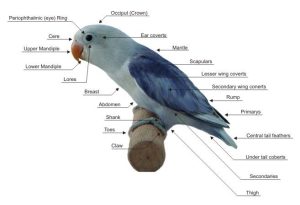 Bird Study Merit Badge ⚜️: Requirements And Guide - Scoutles.com