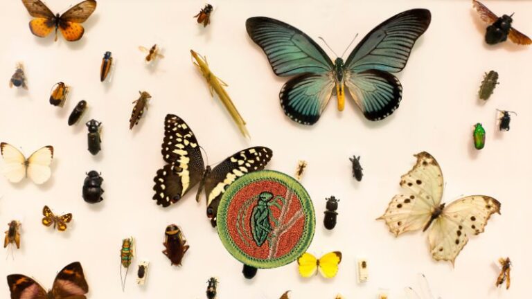 Insect Study Merit Badge Requirements And Guidance For 2025 - Scoutles.com